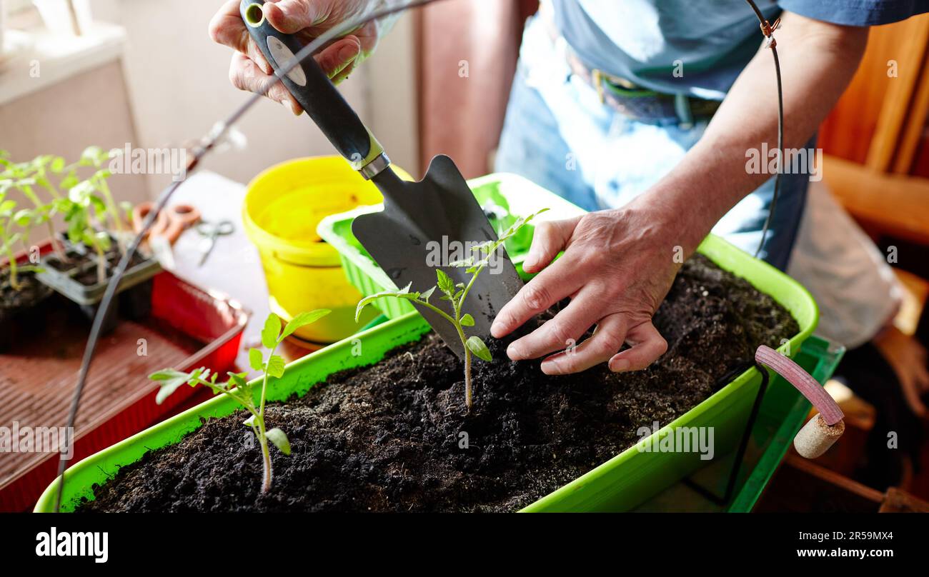 Old man gardening in home greenhouse. Men's hands planting tomato ...