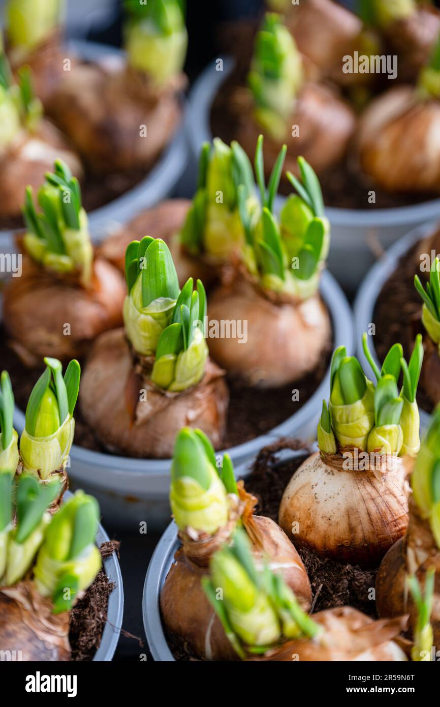 Growing onions in pots hi-res stock photography and images - Alamy