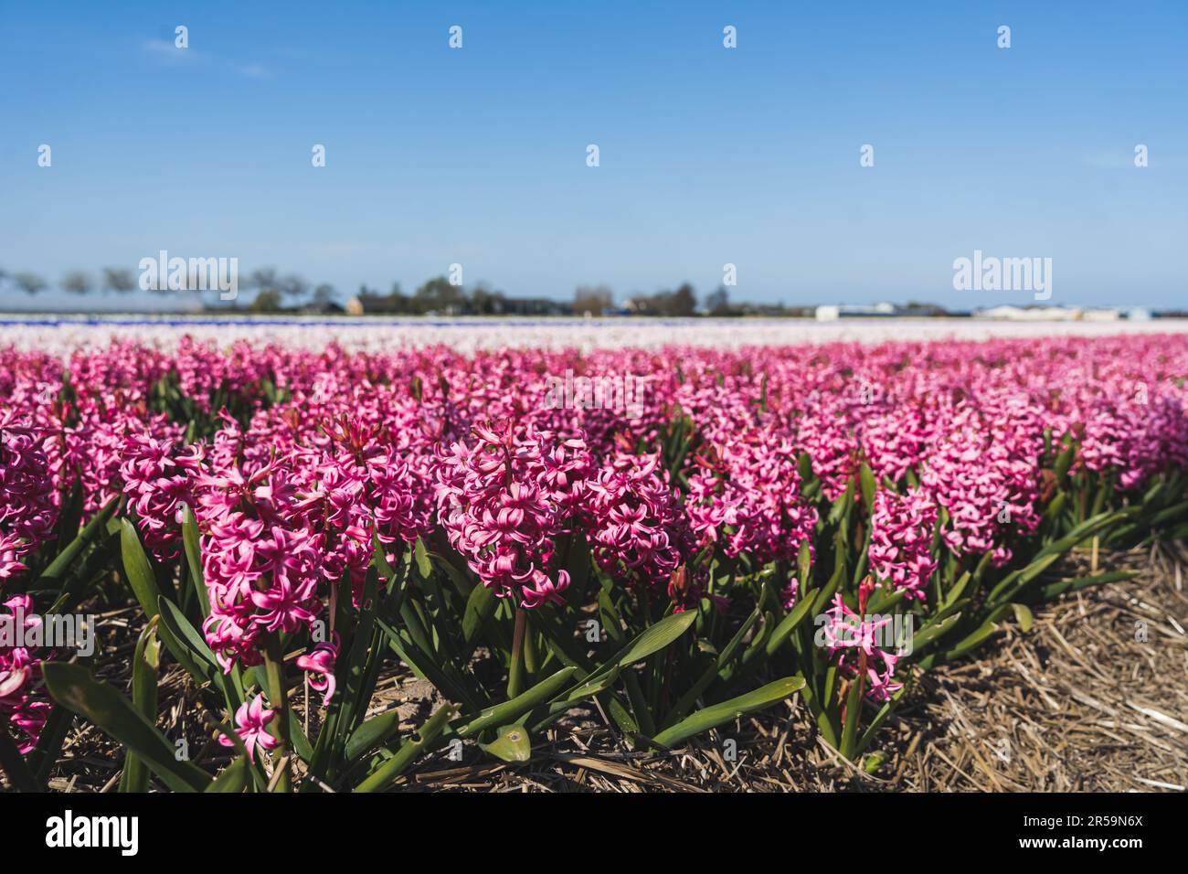 Beautiful Plants Flowers Cultivation. Hyacinth field in the Netherlands ...