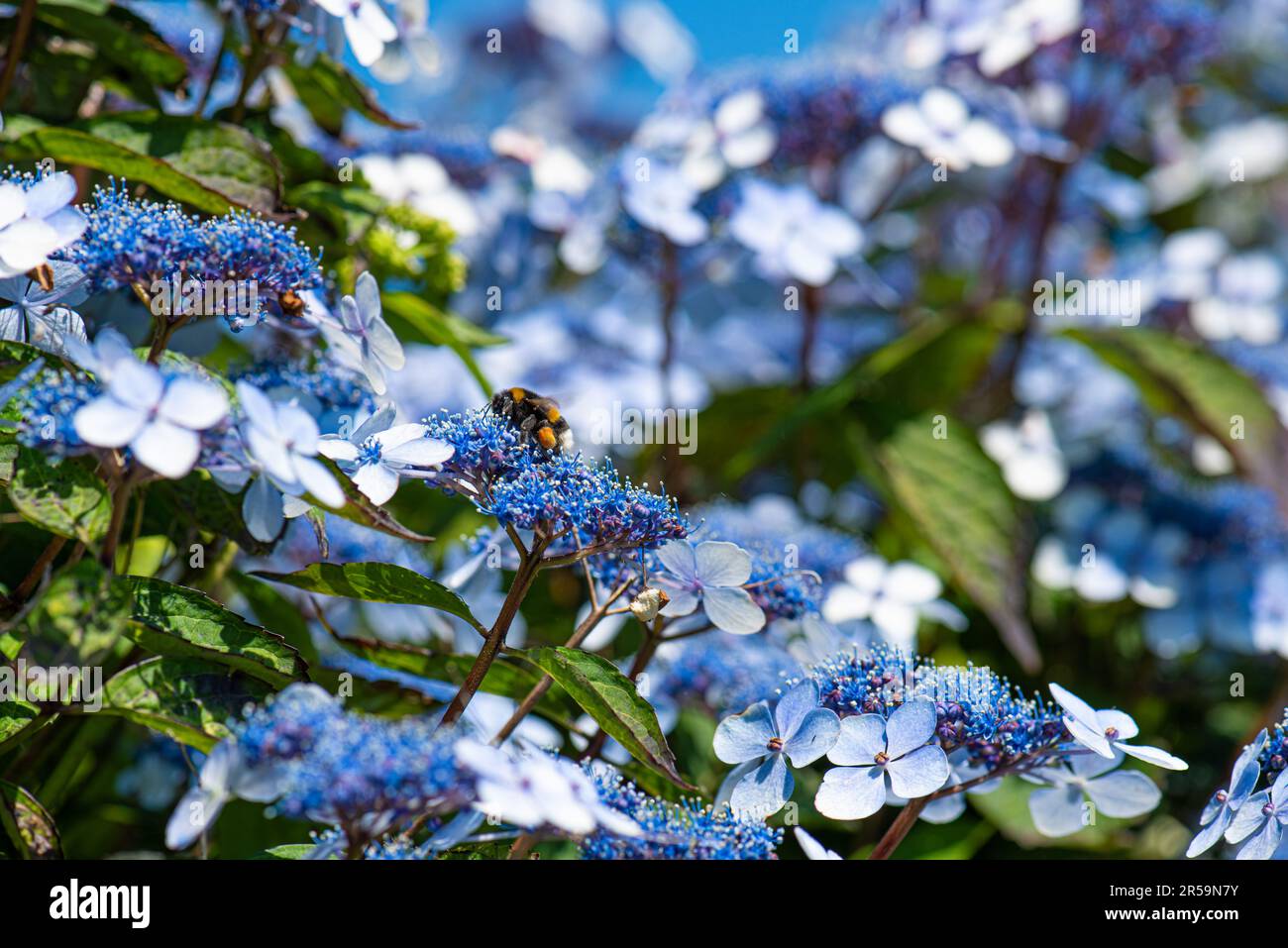 Bumblebee landing hi-res stock photography and images - Alamy