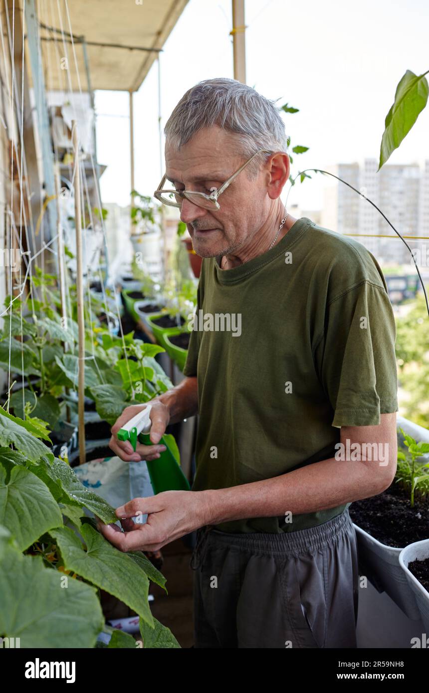 Old man gardening in home greenhouse. Men's hands hold spray bottle and ...