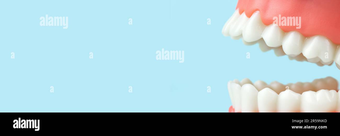 False teeth, jaws. Teeth model dentures on blue background, close-up ...