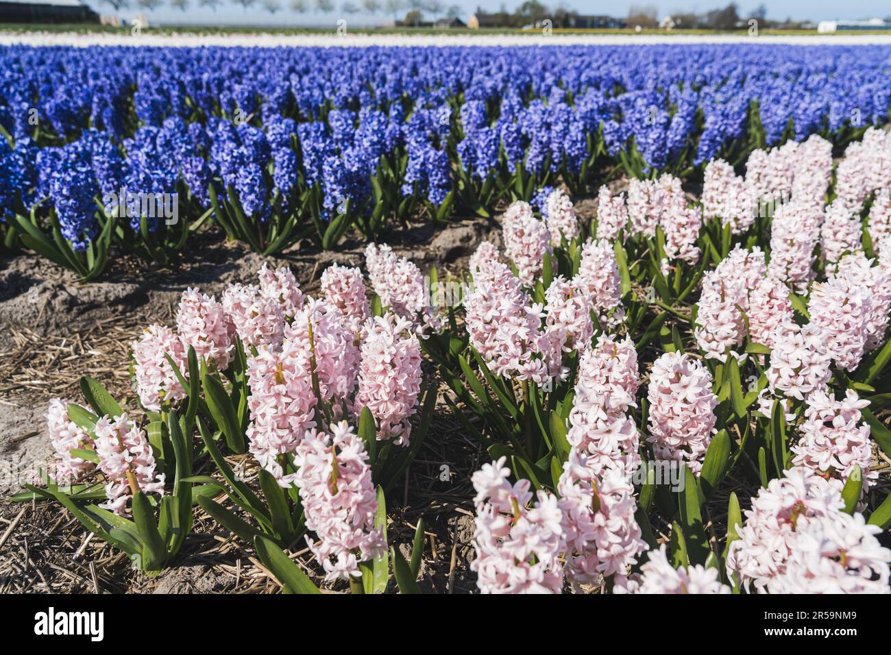 Light pink and violet hyacinth plants grown in the Netherlands. 17th ...