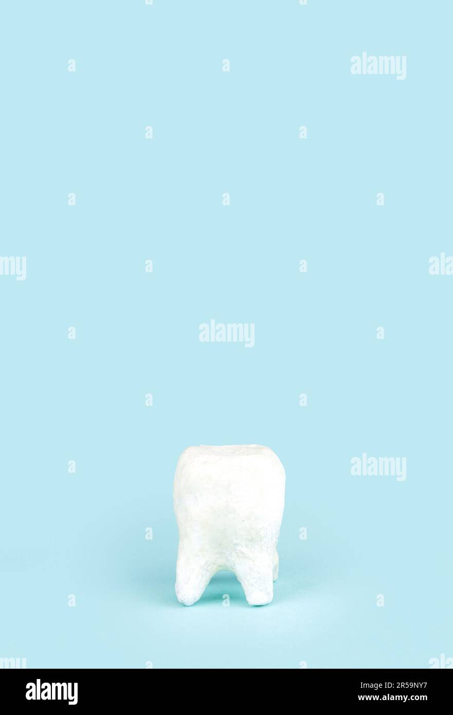 Model of tooth hi-res stock photography and images - Alamy