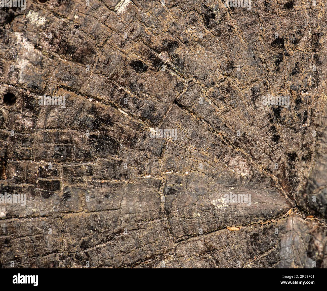 Details of a sawn off tree Stock Photo - Alamy