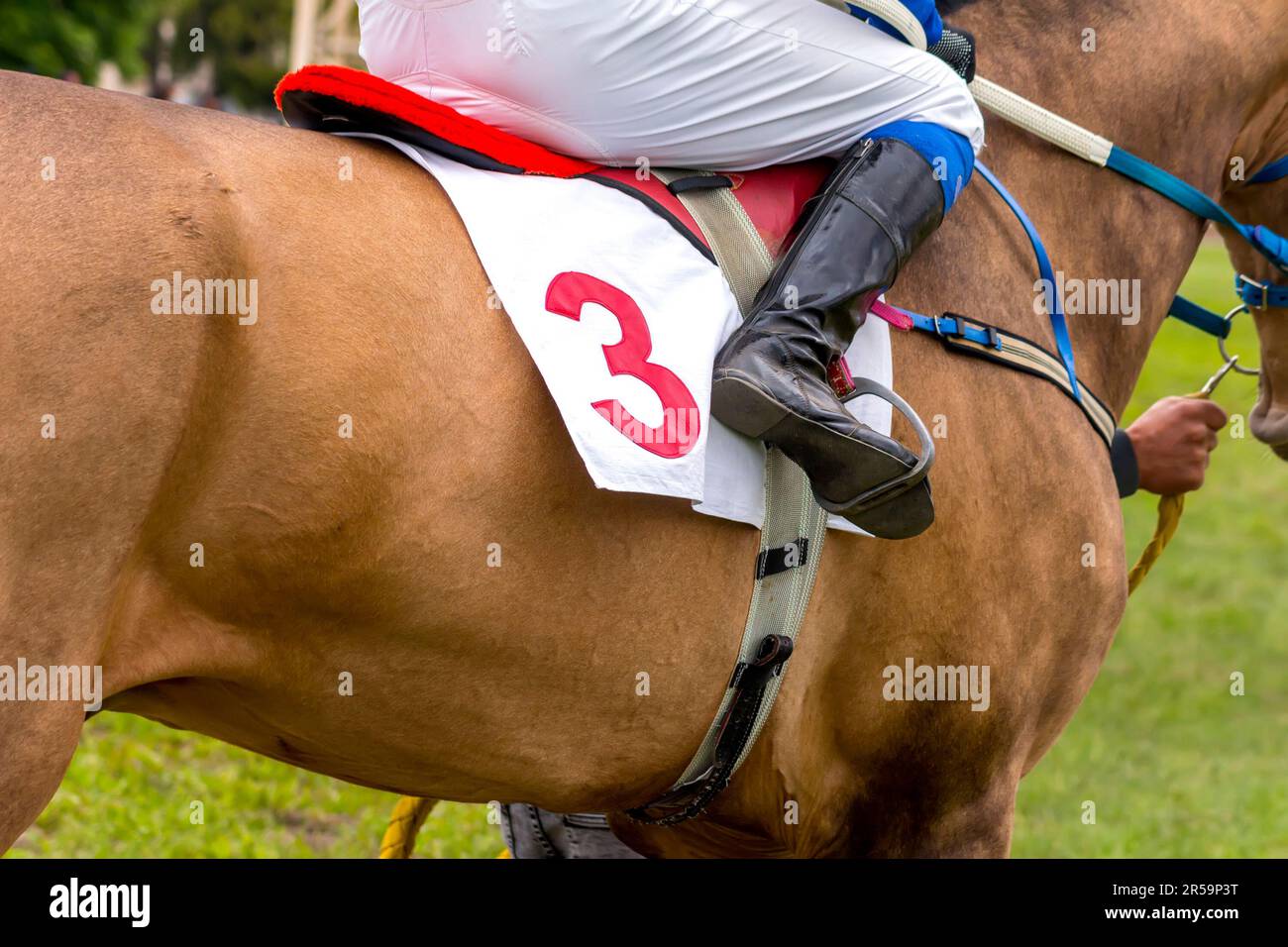 Race horse number three,before horse race Stock Photo - Alamy