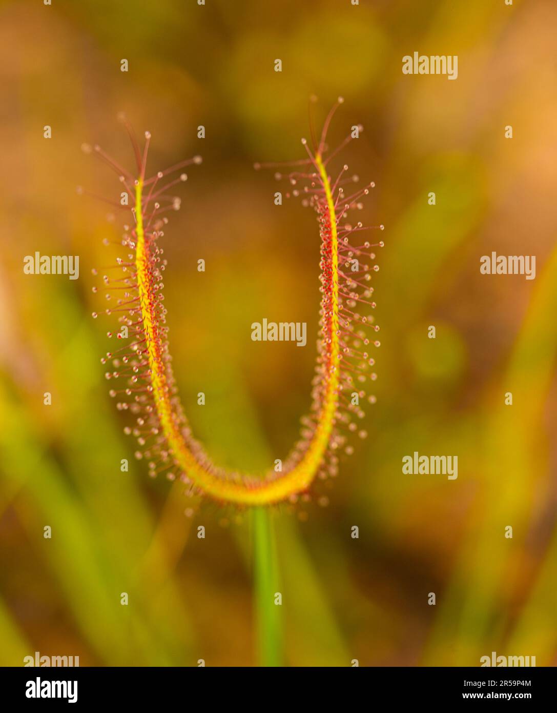 Cape sundew (Drosera capensis) ready to catch insects Stock Photo - Alamy