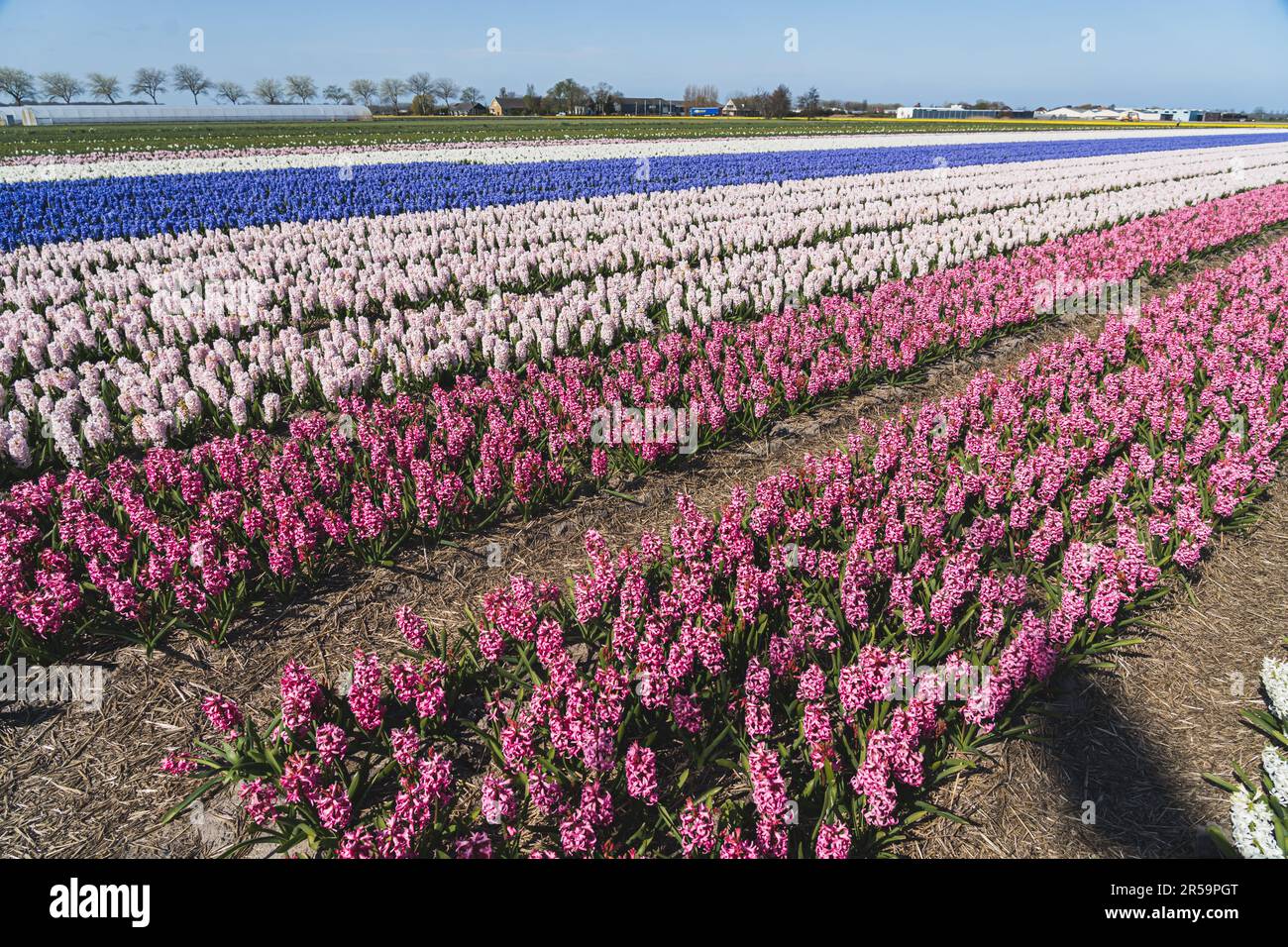 The Most Beautiful Flower Fields in The Netherlands. Colourful Hyacinth ...
