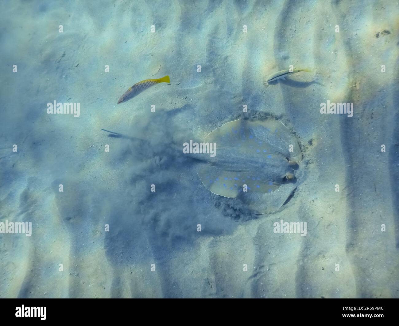blue spotted stingray digs into the sand at the sandy seabed in egypt ...