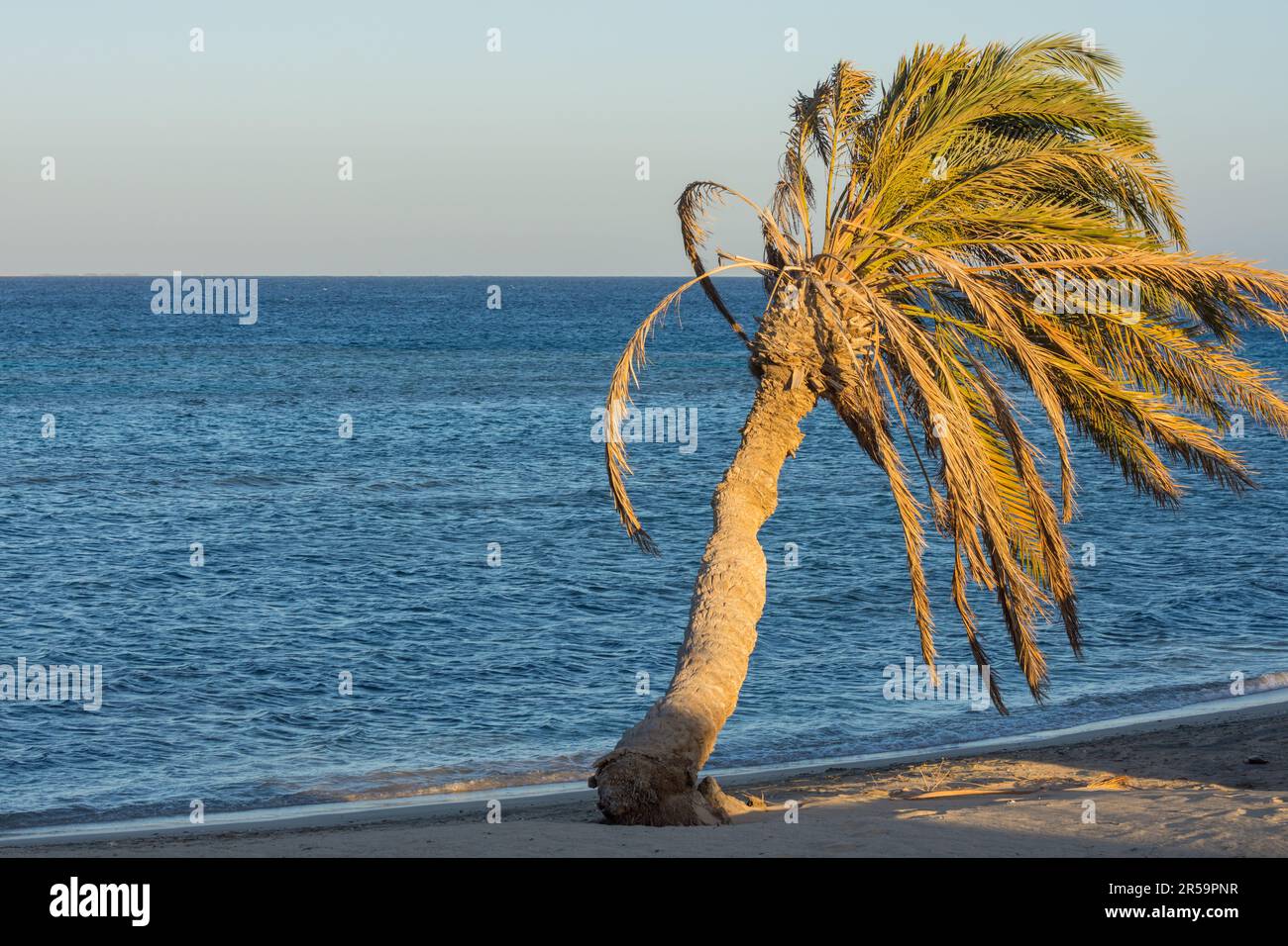 single palm tree at the beach near the water from the red sea in egypt ...