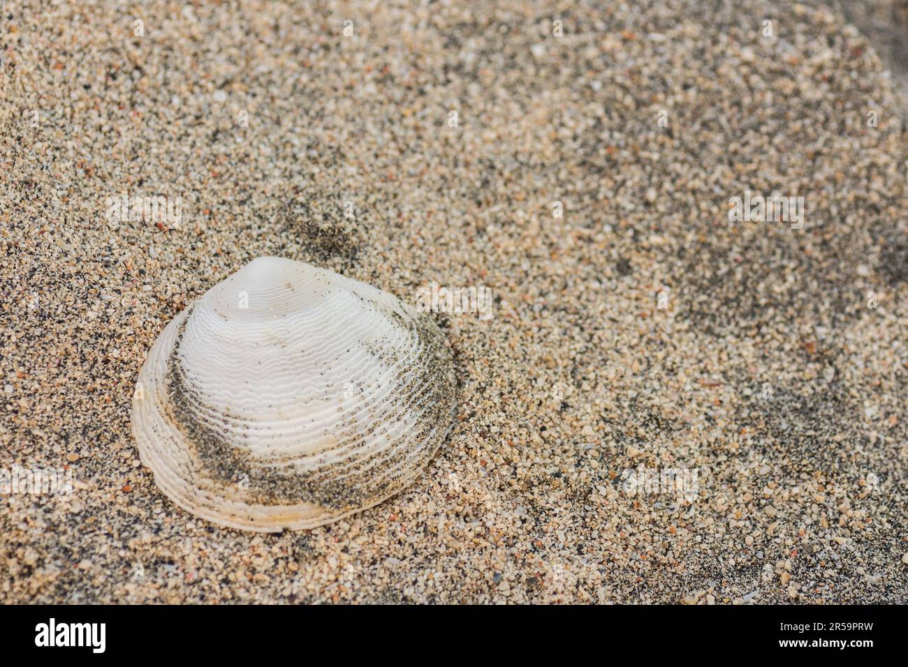 single white shell in the sand from the beach on vacation in egypt ...