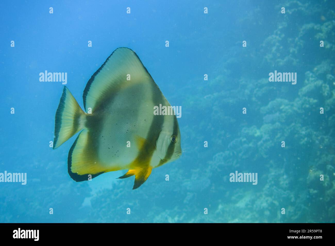 single amazing orbicular batfish swimming in clear blue water in egypt ...