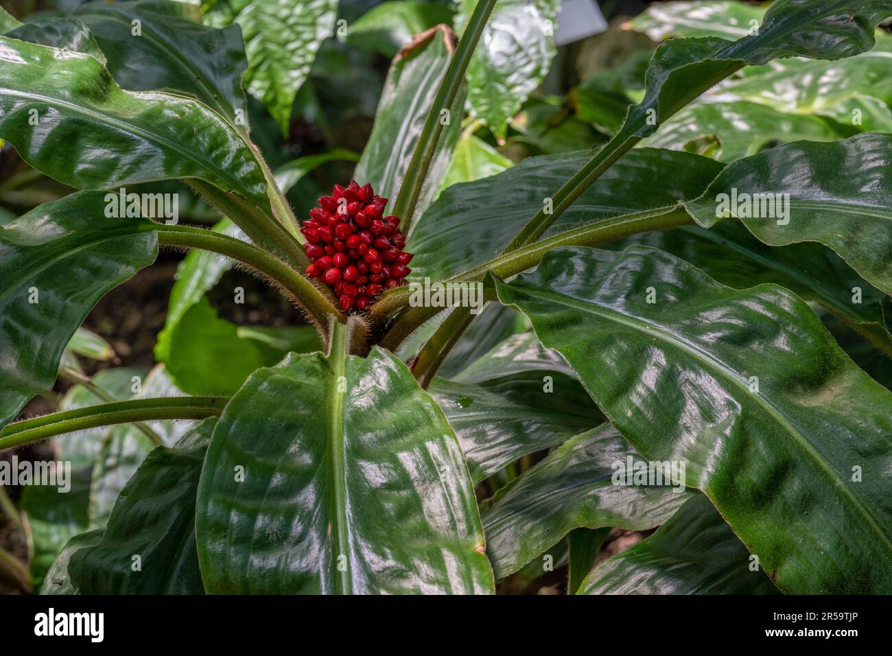 Beautiful small red flowers on shrub of Leea guineense (Family Vitaceae ...