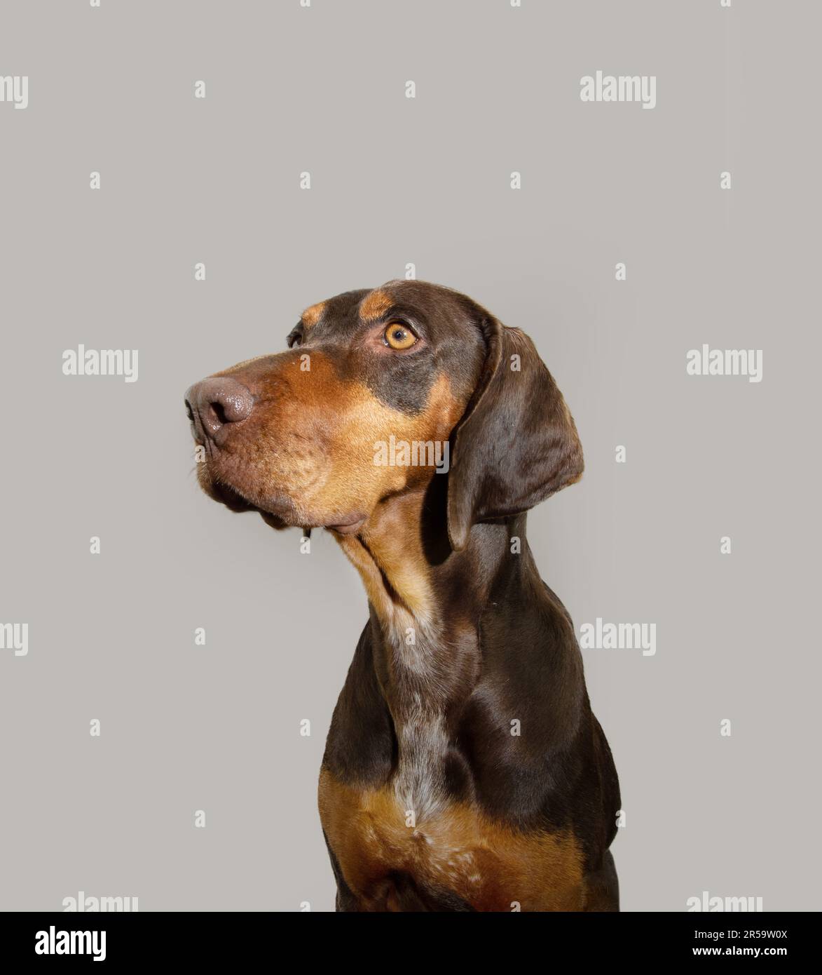 Doberman pinscher face hi-res stock photography and images - Alamy