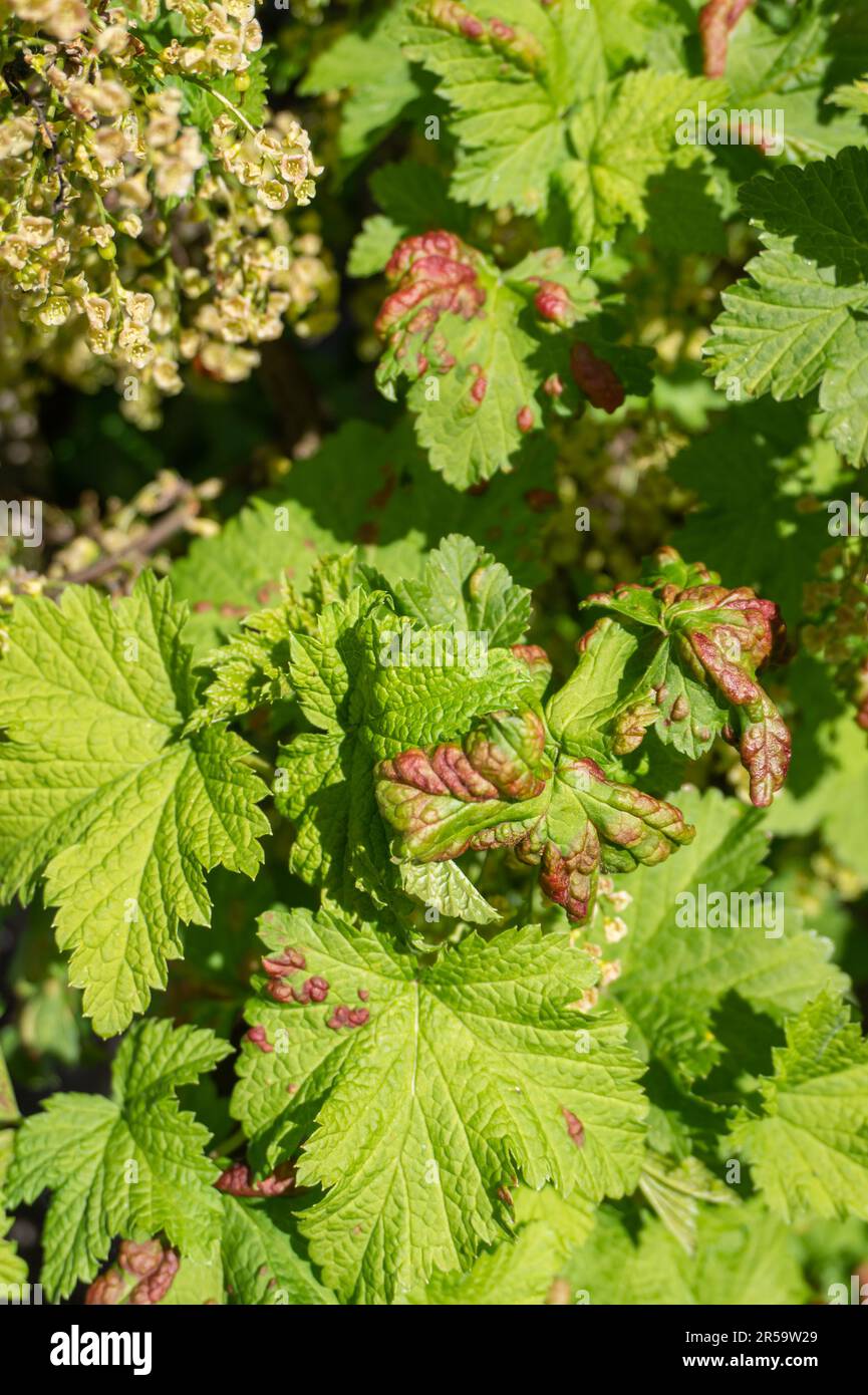 Galls of Redcurrant Blister Aphid or Cryptomyzus ribis on leaf of ...