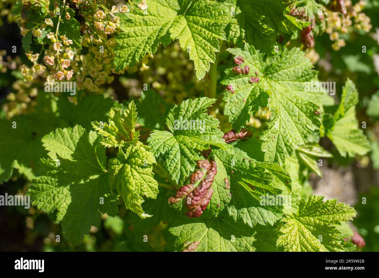 Galls of Redcurrant Blister Aphid or Cryptomyzus ribis on leaf of ...