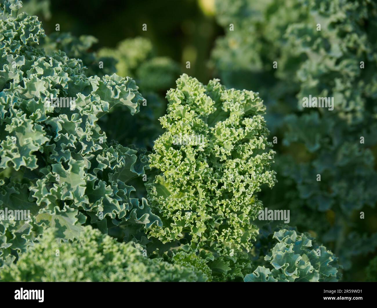 Organic Curled Kale, vegetable that popular for high vitamins ...