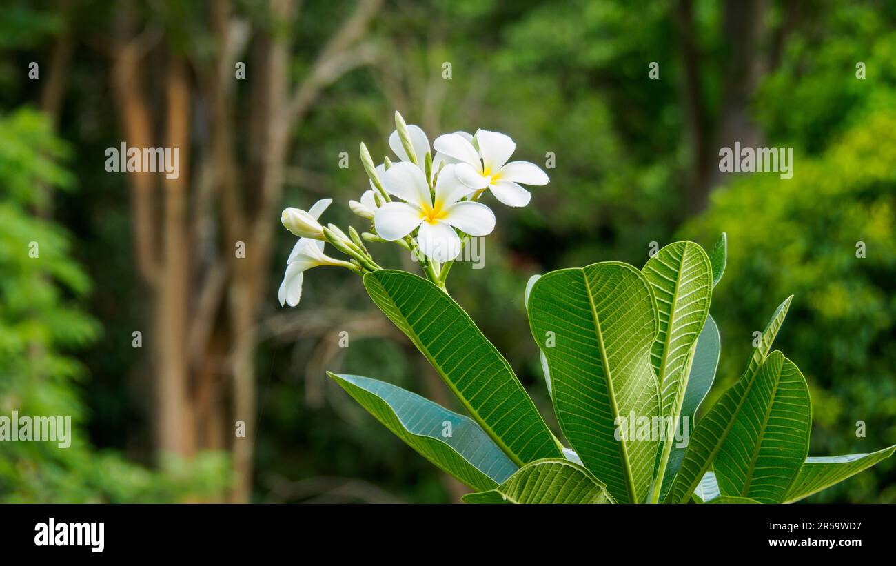 White Plumeria Obtusa L. or Plumeria with green leaves in natural ...