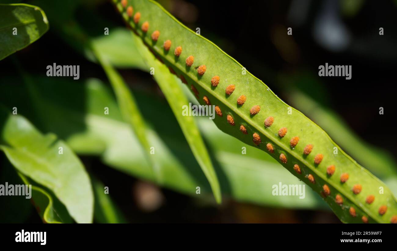 Close-up spores at the back of frond leaf, Phymatosorus scolopendria ...