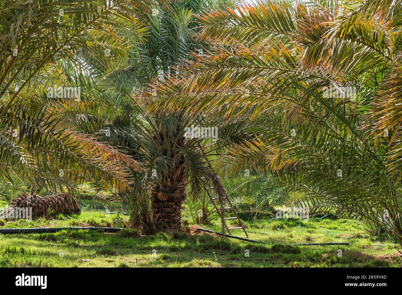 Date Palm Trees - views Stock Photo - Alamy