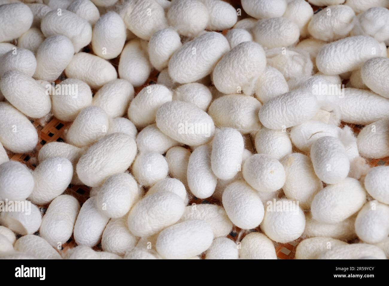 Silkworms hi-res stock photography and images - Alamy