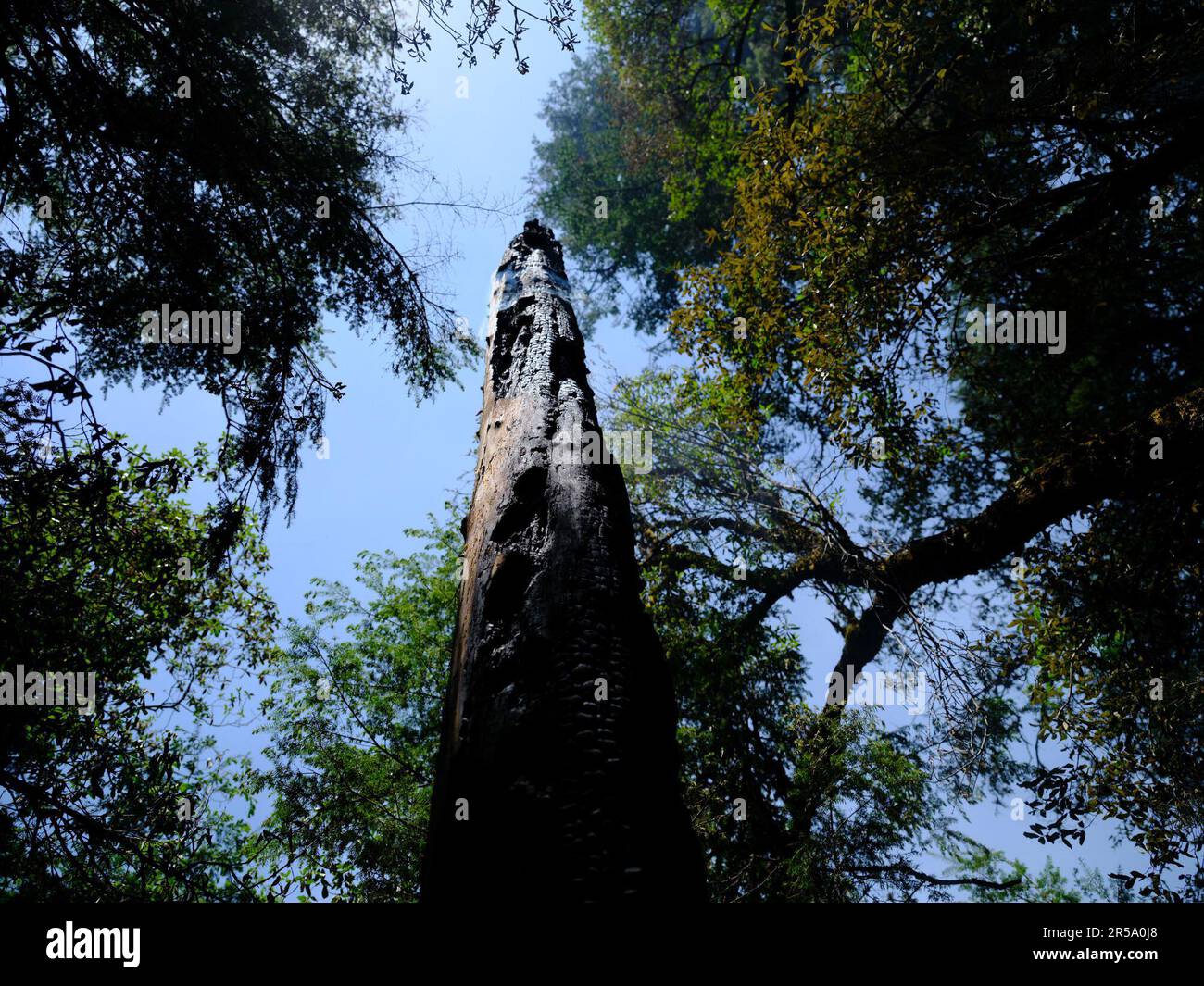 MULI, CHINA - JUNE 1, 2023 - A "headless" tree burns in Muli County ...