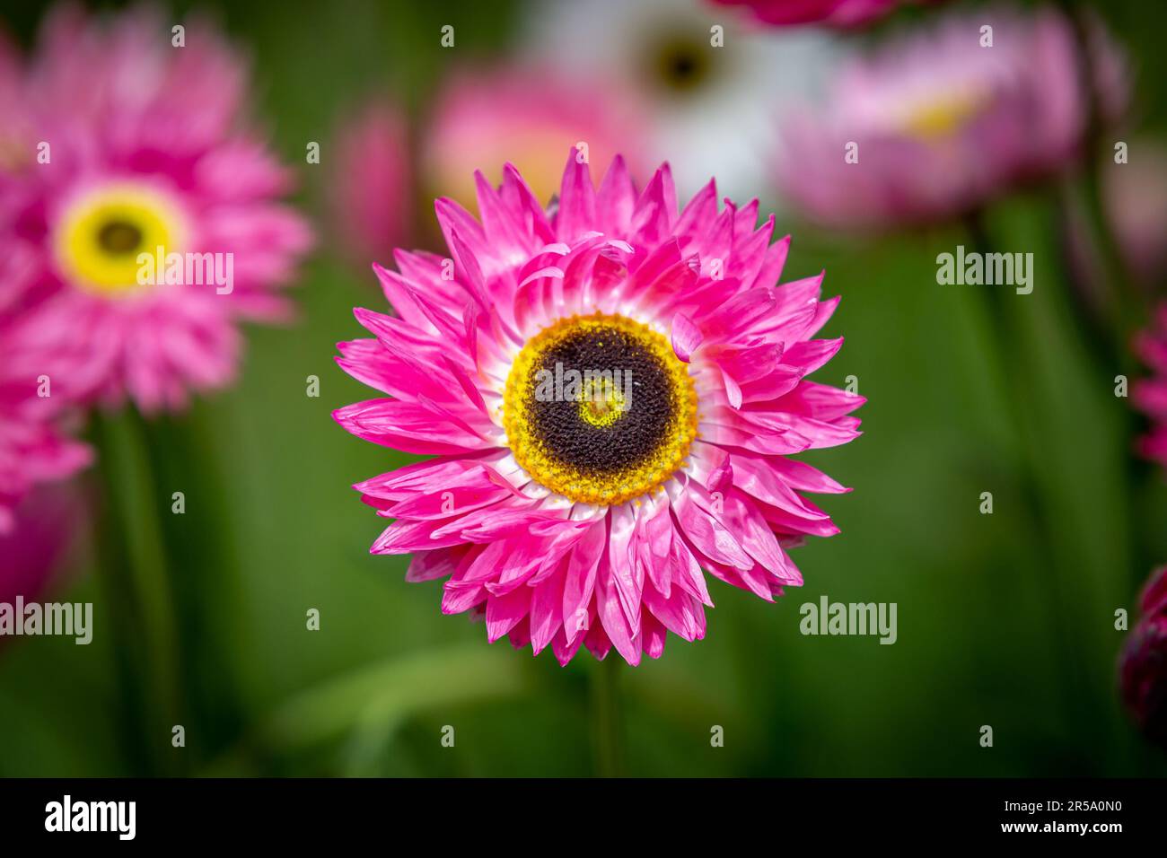 A pretty pink helipterum daisy flower, with a shallow depth of field ...