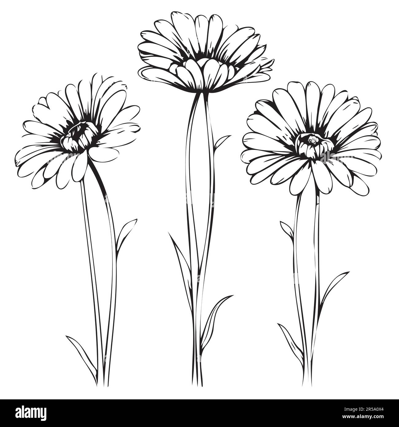 On a daisy flower Black and White Stock Photos & Images - Alamy
