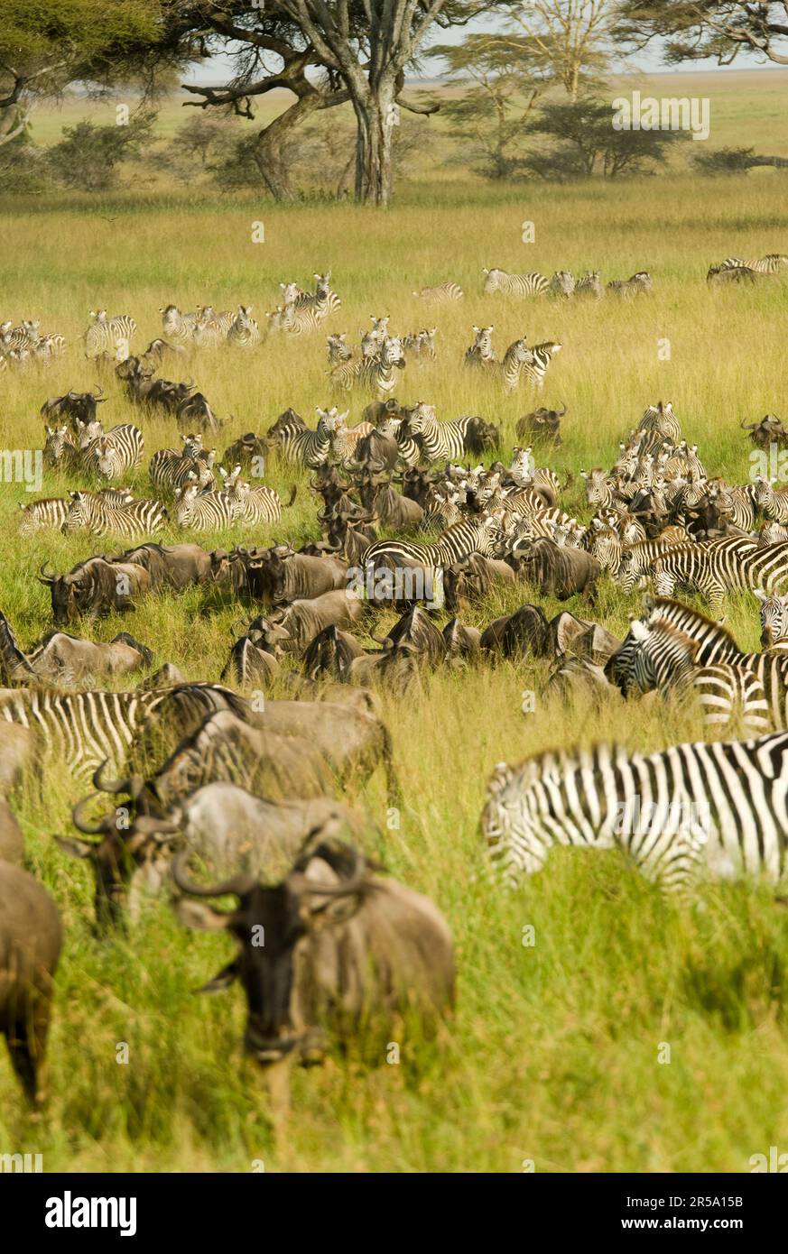 The Wildebeest And Zebra Migration Begins In Serengeti National Park