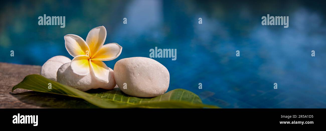 Plumeria frangipani tropical flower and zen white stones, blue ...