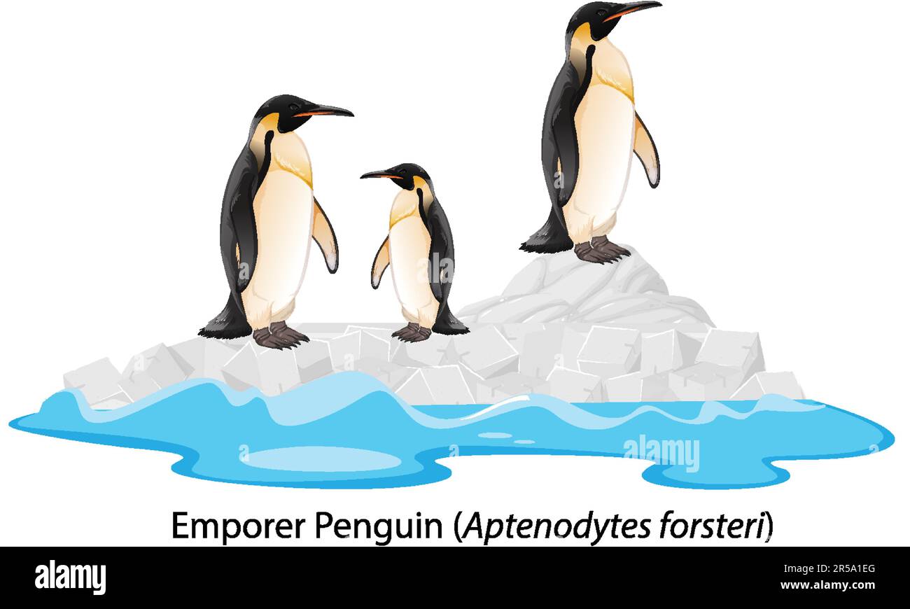 Emperor penguin cartoon on the rock illustration Stock Vector Image ...