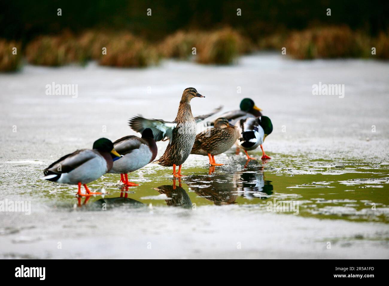 A duck is spreading her wings standing with other ducks at a half ...
