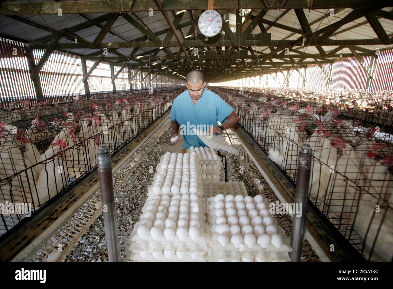 A worker collects eggs at a chicken egg farm near San Diego, California ...
