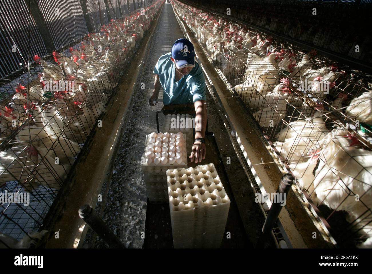 Usa chicken battery hi-res stock photography and images - Alamy