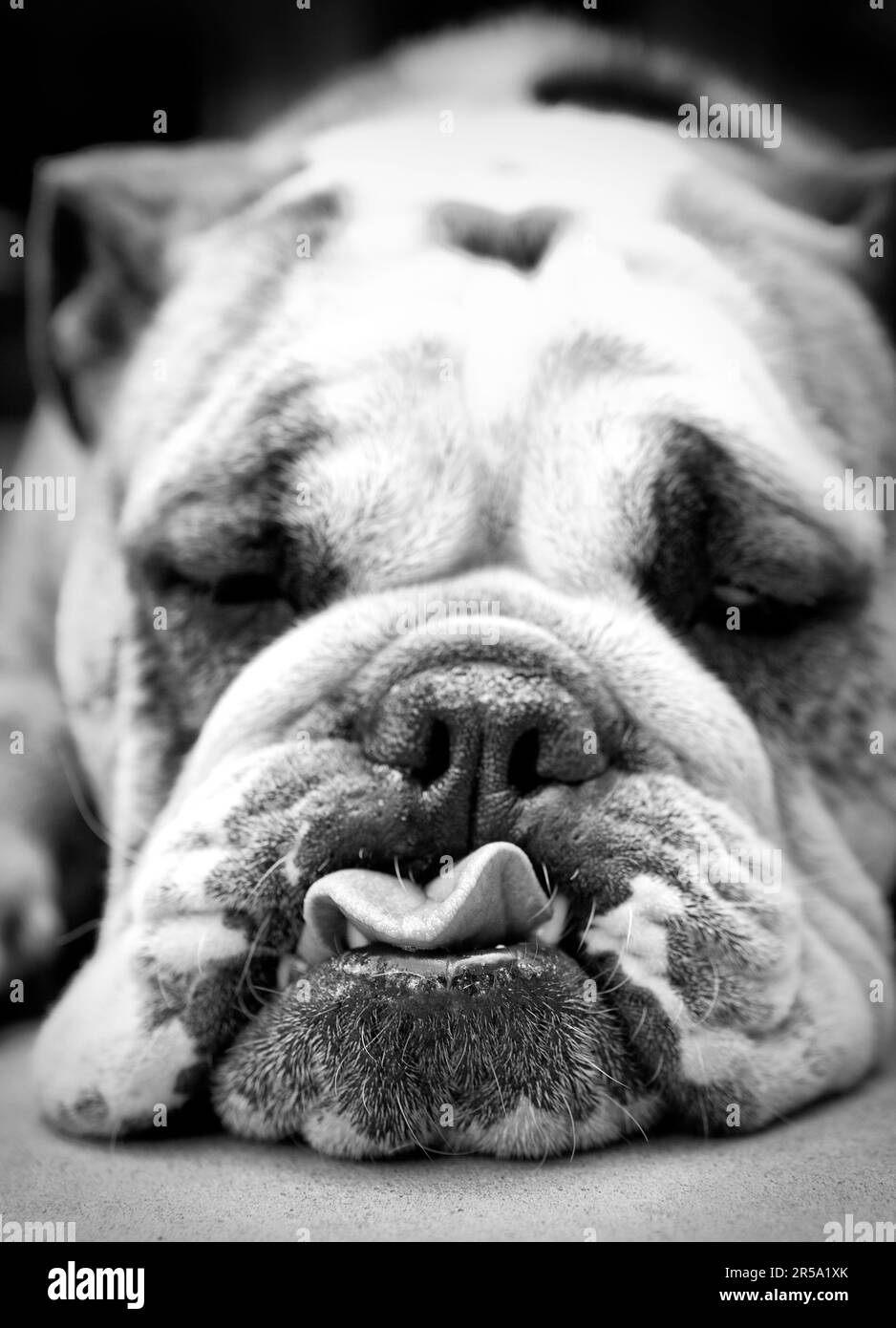 English bulldog sleeping Black and White Stock Photos & Images - Alamy
