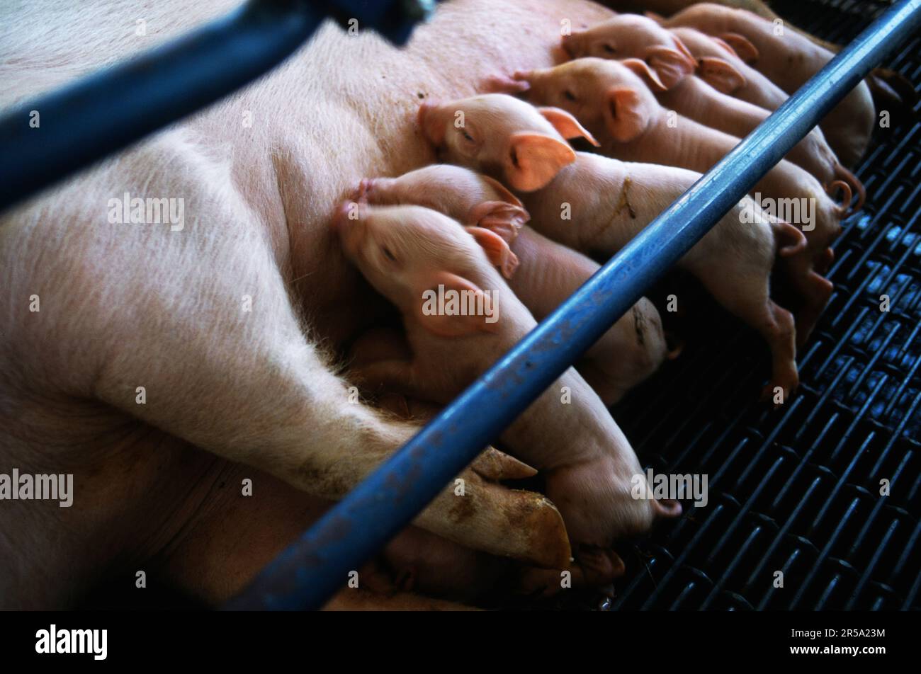 Pig farming cruel hi-res stock photography and images - Alamy