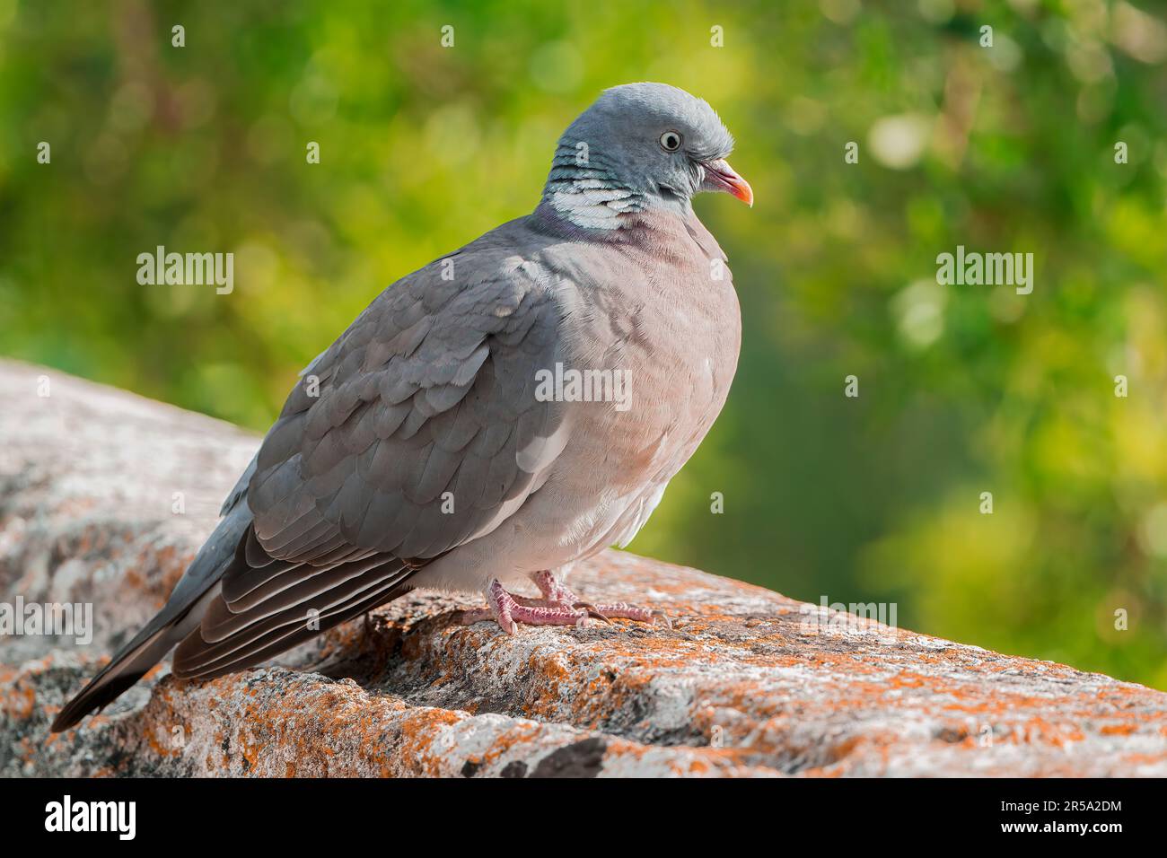 Common mallorca birds hi-res stock photography and images - Alamy