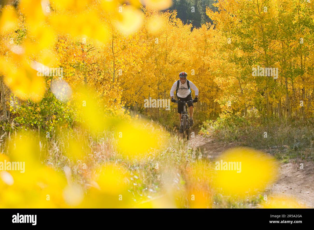 Mountain biker rides through a window of single track and yellow leaves ...