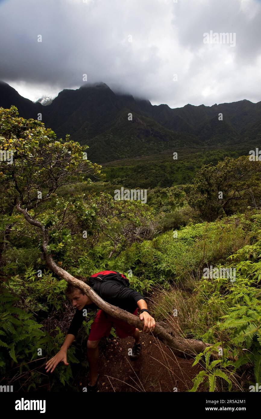 Hawaii tropical fog forest hi-res stock photography and images - Alamy