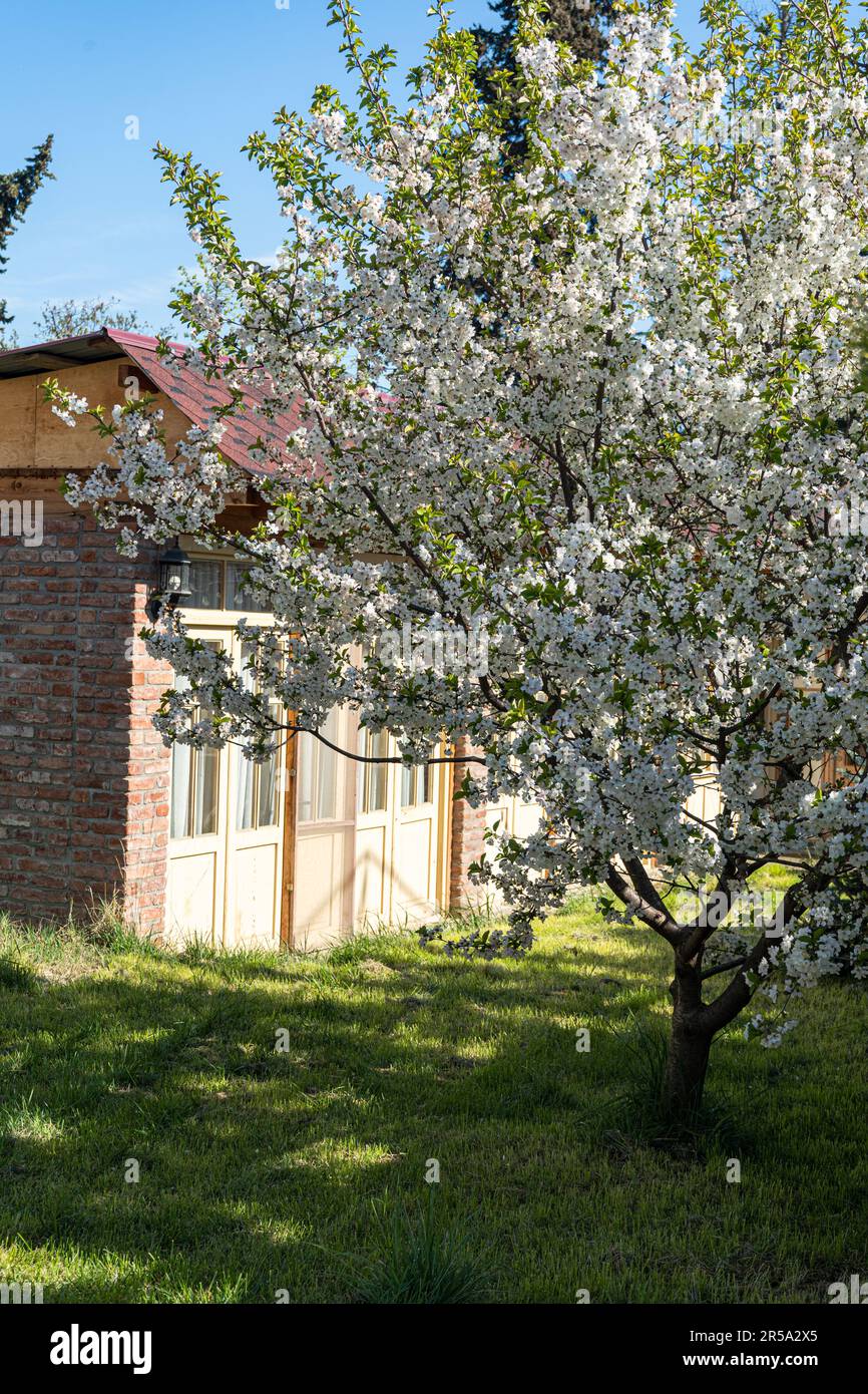 Farm yard with blooming cherry trees Stock Photo - Alamy