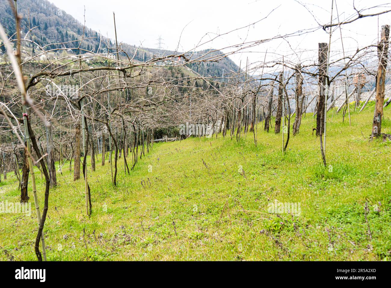 Spring vineyard on the mount slope Stock Photo - Alamy