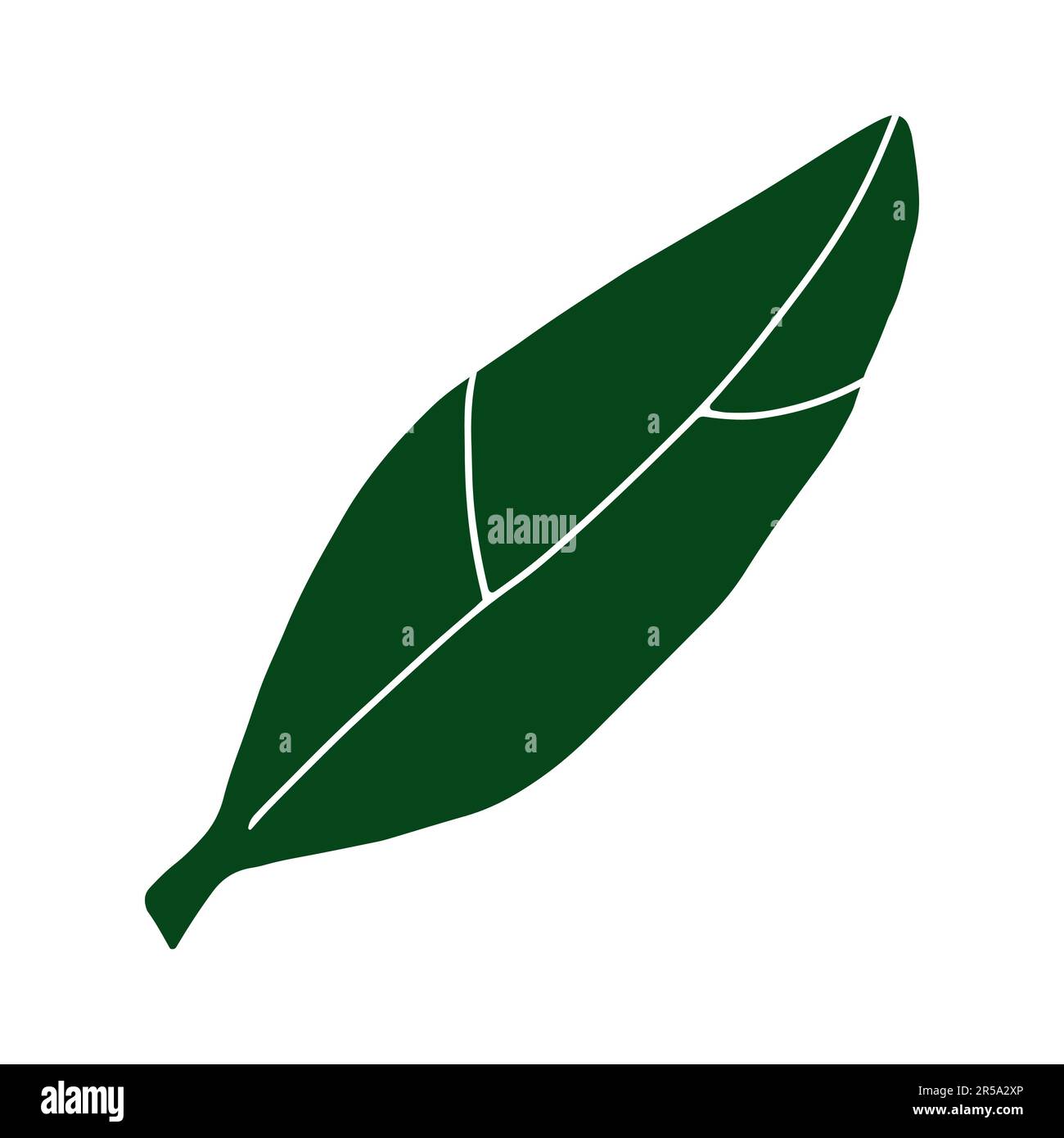 Doodle leaf image. Hand-drawn long plant isolated on white background ...