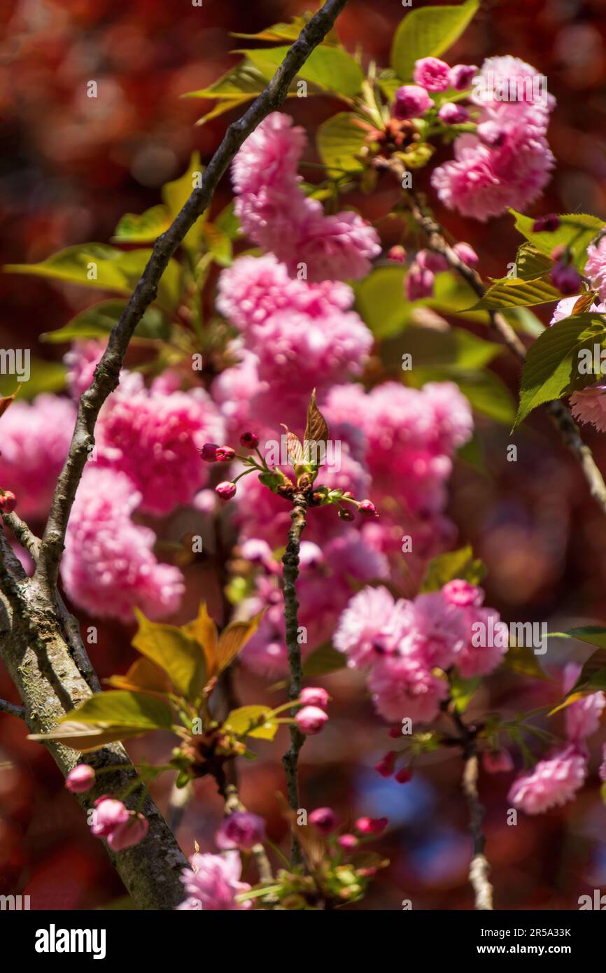 Blooming bright pink sakura branches in the garden Stock Photo - Alamy