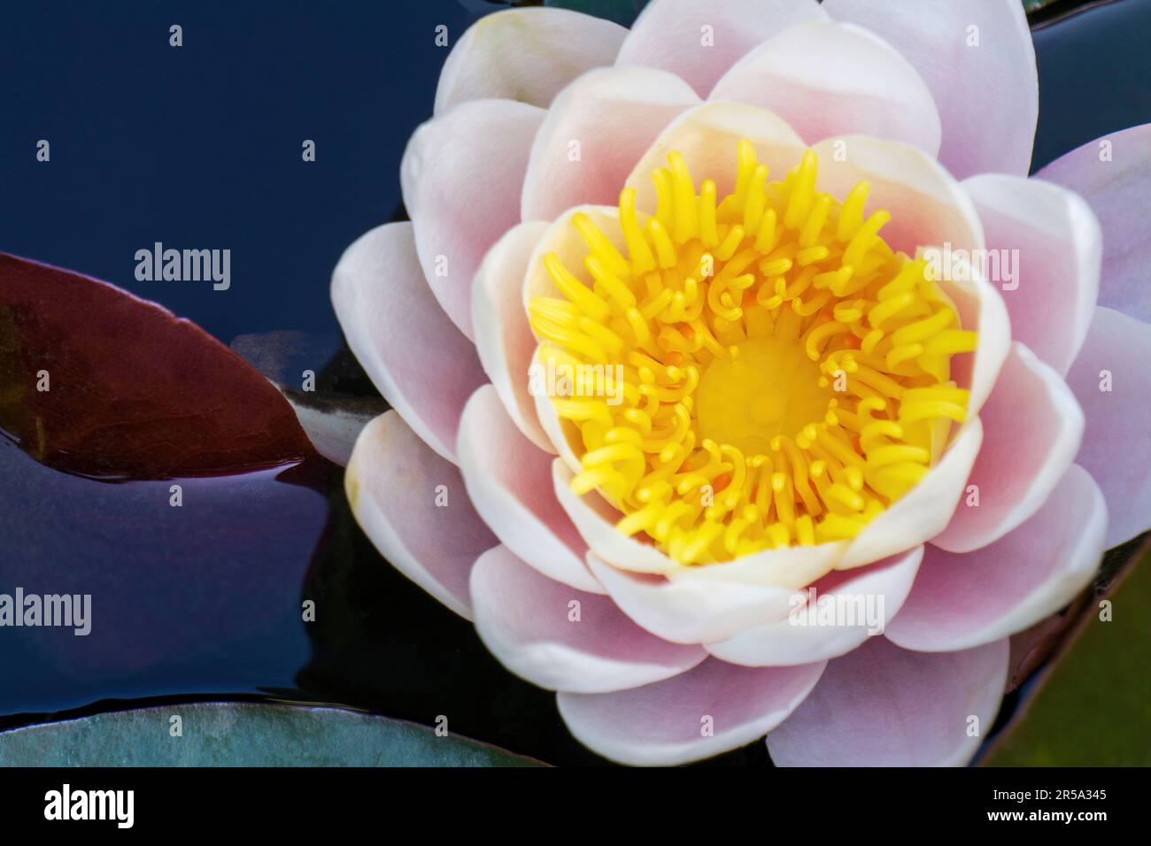 Gently pink water lily flower with a yellow center in a pond top view ...