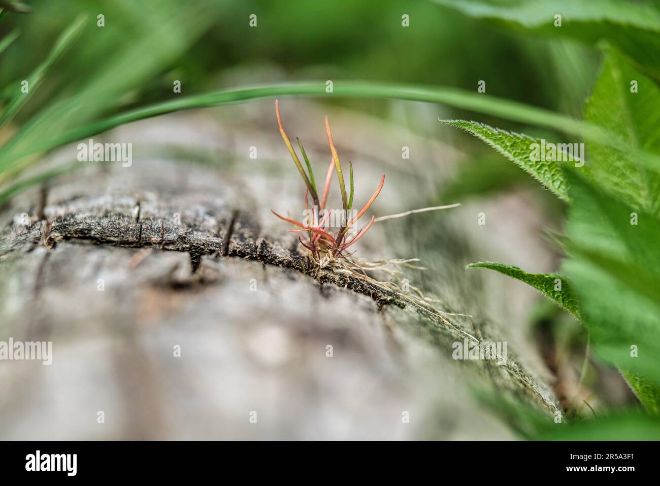 New Life concept with seedling growing sprout. Lonely young pine ...