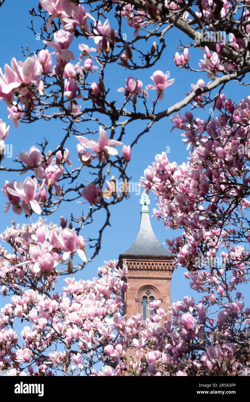 Pink magnolia blossoms framing an gothic-style building Stock Photo - Alamy