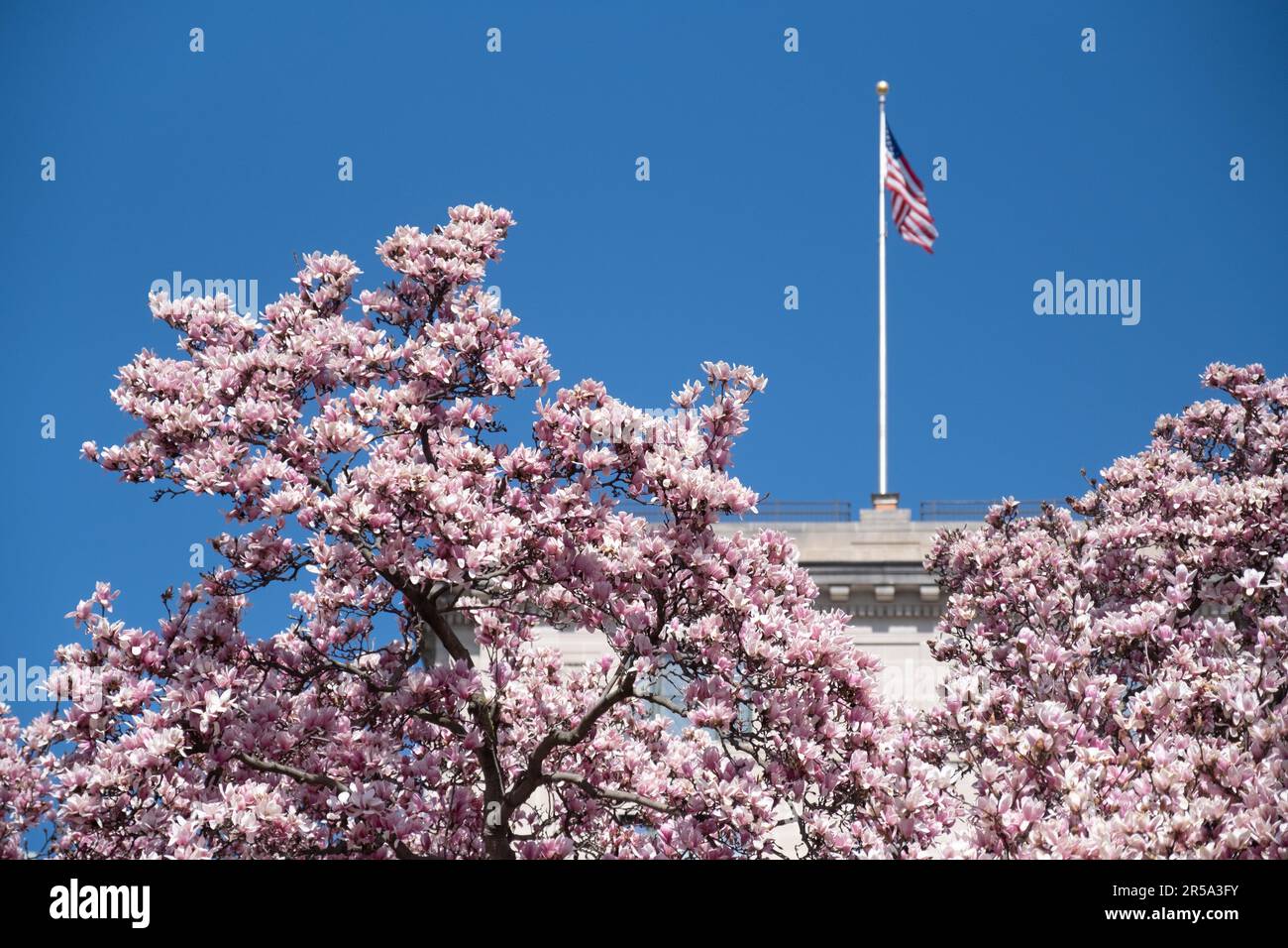 Pink and white magnolia blossoms on tree, framing an American flag ...