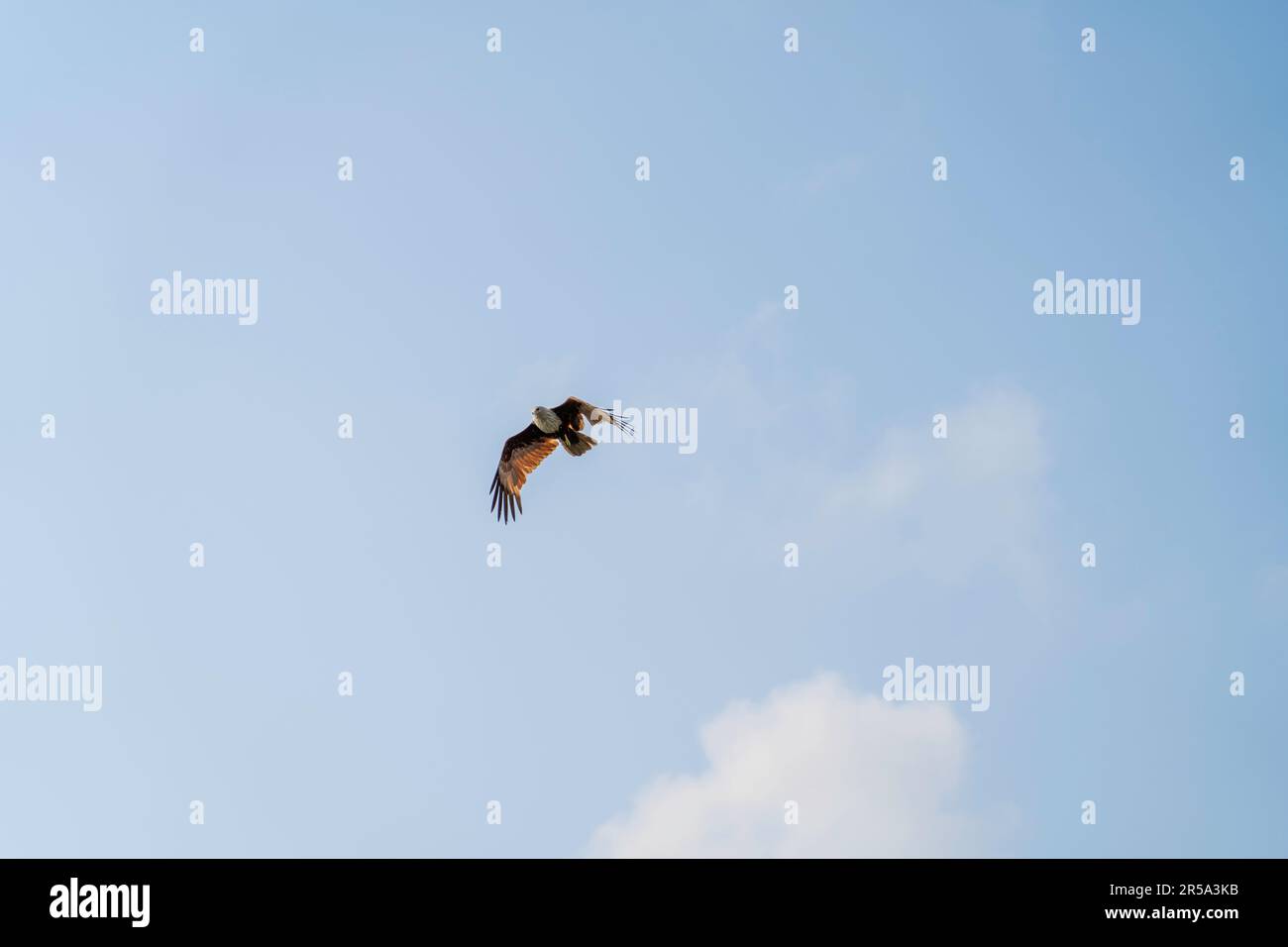 American crow flying hi-res stock photography and images - Alamy