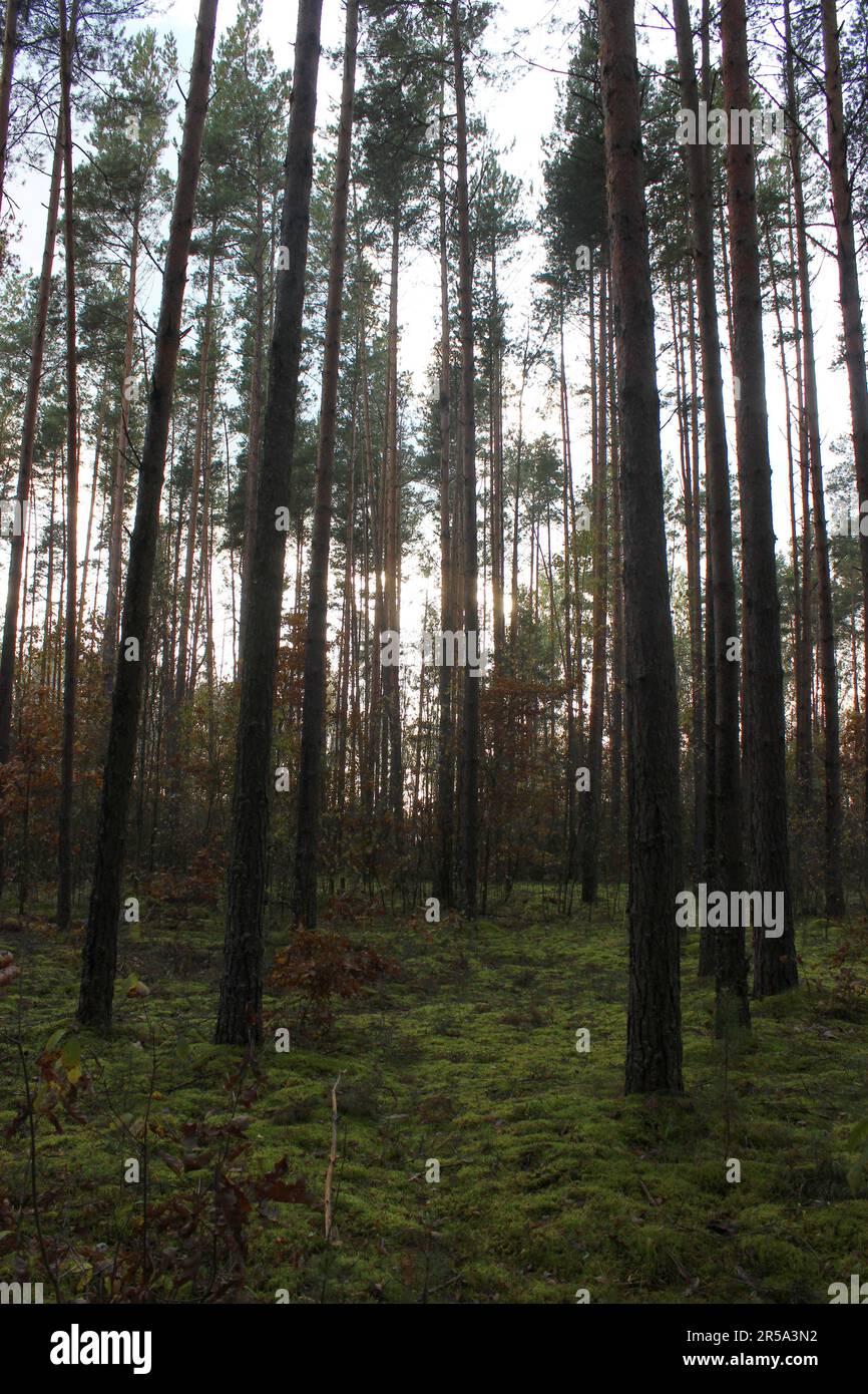 A walk through the autumn forest in Belarus Stock Photo - Alamy