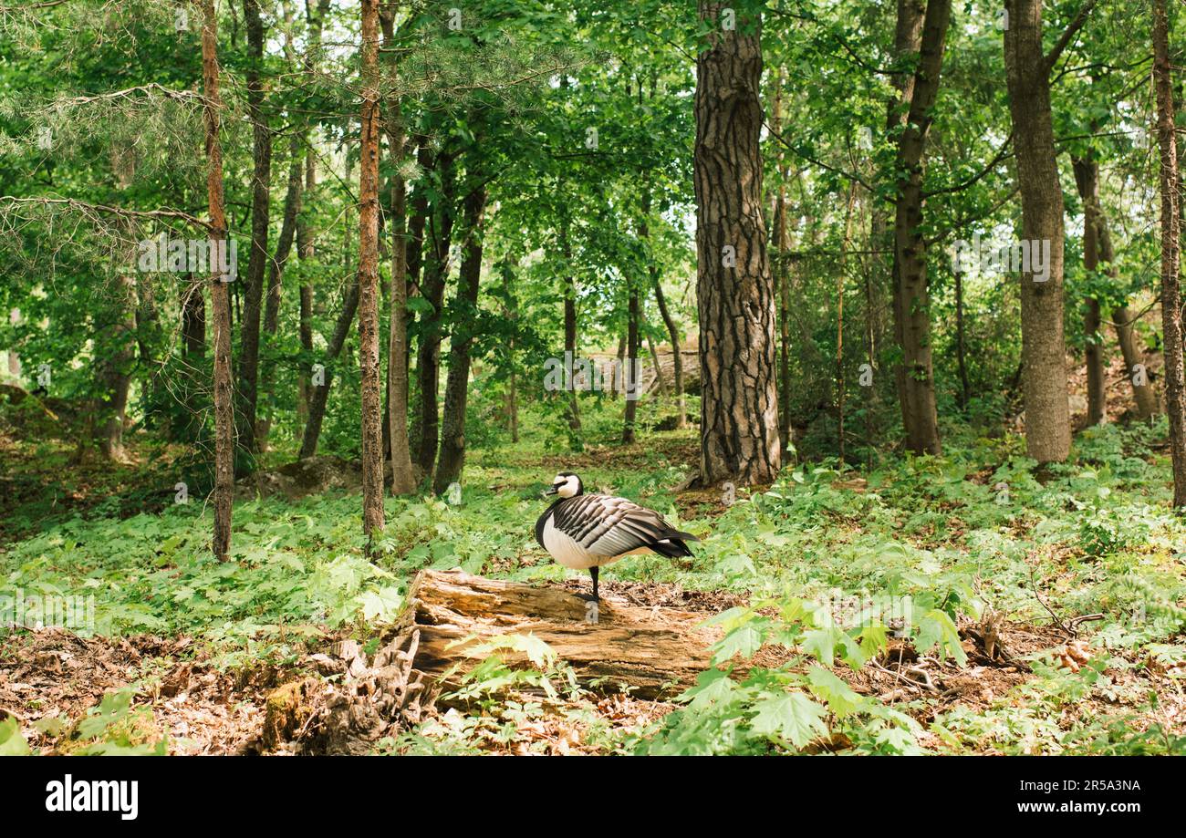 Barnacle goose protecting its eggs by keeping watch Stock Photo - Alamy